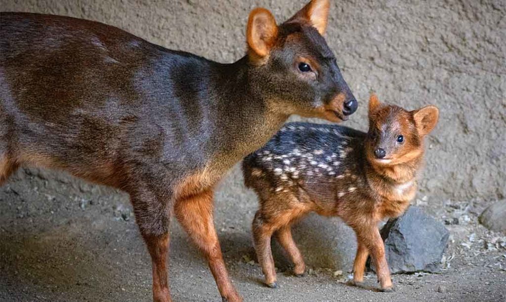 Rencontrez le pudu magique, le cerf le plus petit et le plus mignon du ...