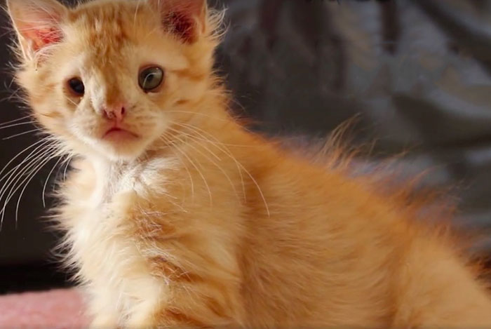 Un chat abandonné parce qu'il était "trop moche" a finalement trouvé ...